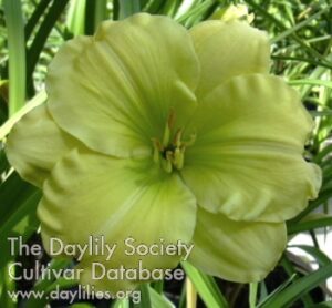 Green Eyed Lady - American Daylily Society