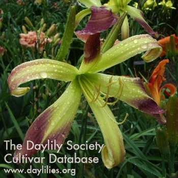 Lavender Spider - American Daylily Society