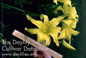 Osterized - American Daylily Society