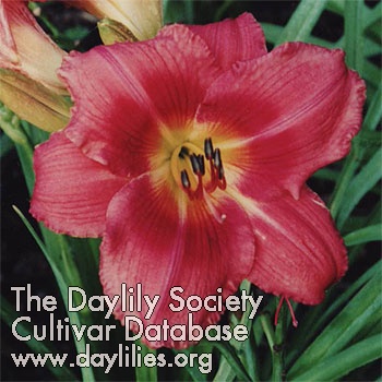 Papa's Princess Elizabeth - American Daylily Society