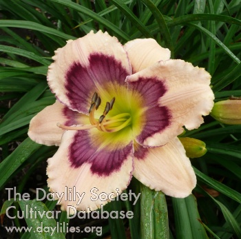 June Wood - American Daylily Society