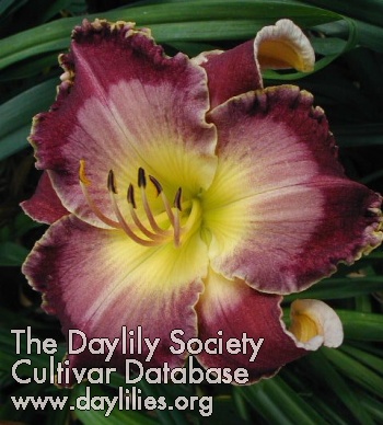 Robed in Majesty - American Daylily Society