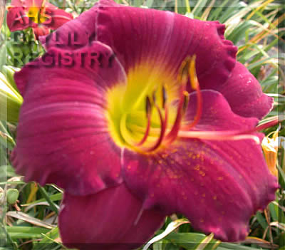 Heinrich Schmidt - American Daylily Society