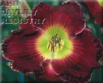 Harmony Hoity Toity - American Daylily Society