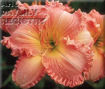 Profound Love - American Daylily Society