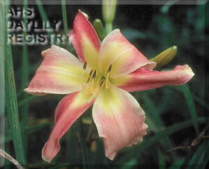 Winky Dink - American Daylily Society