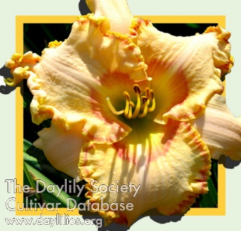 Not Necessarily - American Daylily Society
