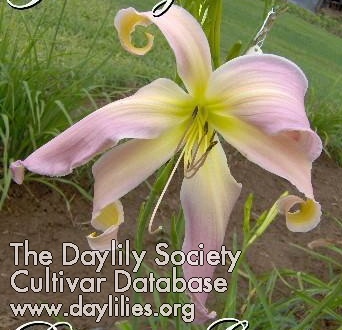 Mavis Gwendolyn Carter - American Daylily Society