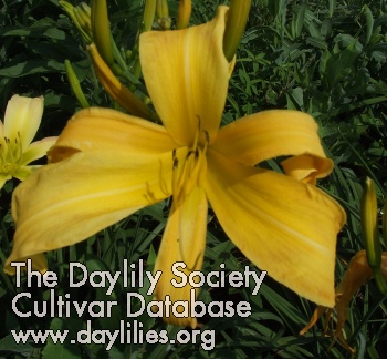 Brandywine Three Layers of Heaven - American Daylily Society