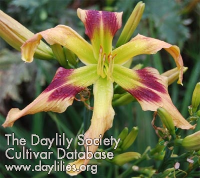 Zanti Misfit - American Daylily Society