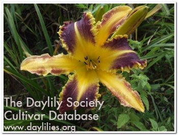 Brandywine Fang Tooth - American Daylily Society
