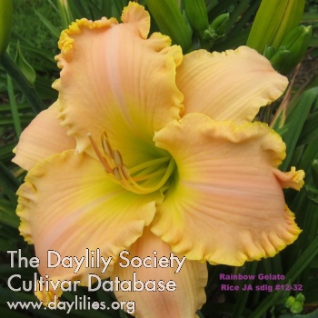 Rainbow Gelato - American Daylily Society