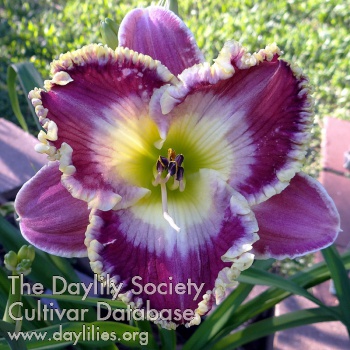 Gina Jarvis - American Daylily Society