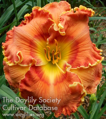 Baja Orange - American Daylily Society