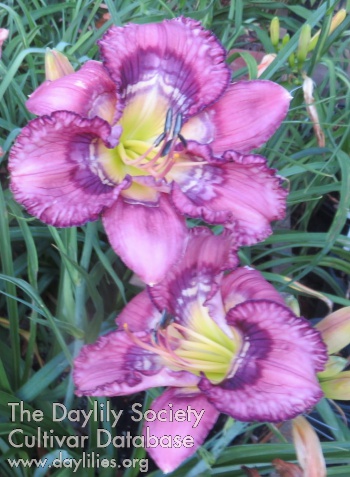 Twinkle Twinkle Little Star - American Daylily Society