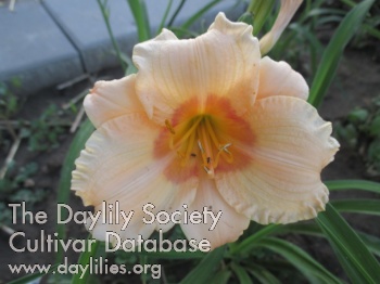 Lubena - American Daylily Society