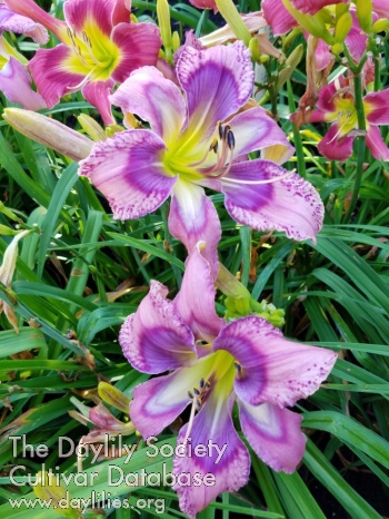 Hello Sweetie - American Daylily Society