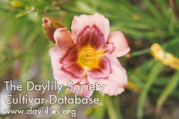 Dandy Dwarf - American Daylily Society
