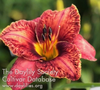 Godiva Jam - American Daylily Society