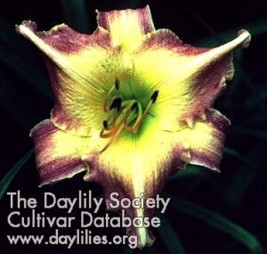 Lavender Edge - American Daylily Society