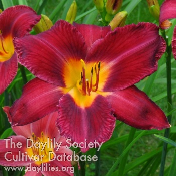 Pinhill Claret Symphony - American Daylily Society
