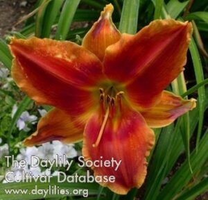 Avante Garde - American Daylily Society