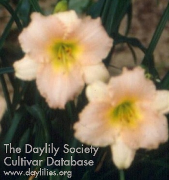 Betty Acrey - American Daylily Society