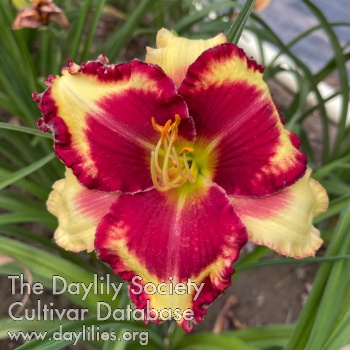 Photogenic Master - American Daylily Society
