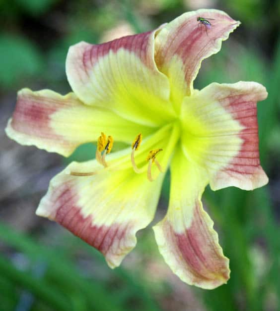 Teacup Green Light Go - American Daylily Society